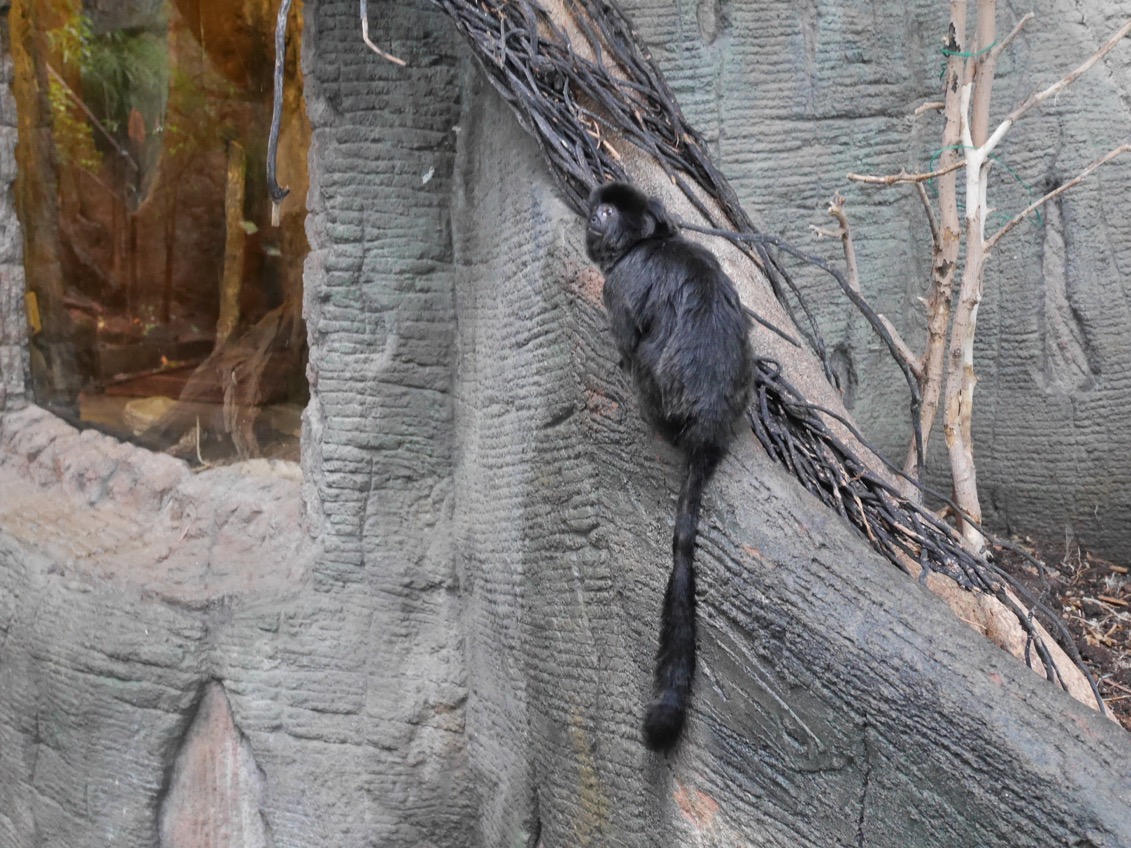 Universeum Nordens största science center, Universeum